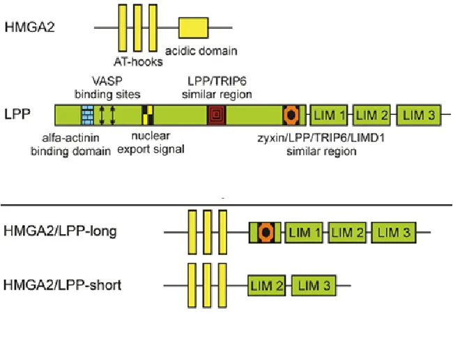 Lipoma : HMGA2-LPP Fusion