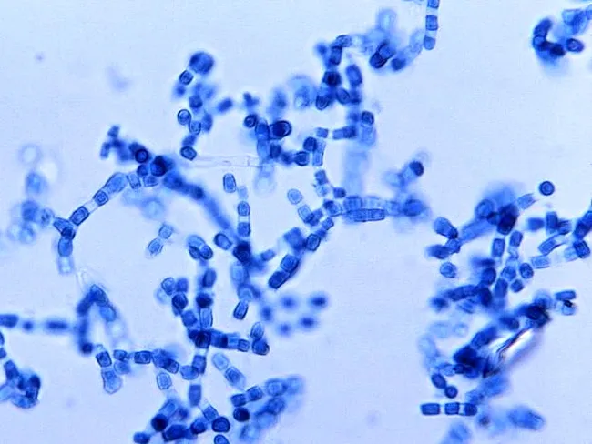 arthrospores under microscope