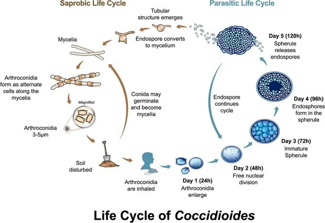 Coccidioides : Life Cycle