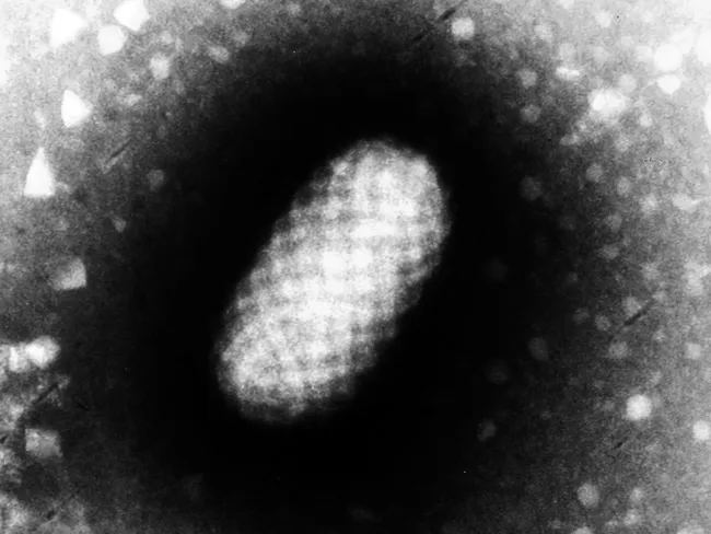 Orf Virus