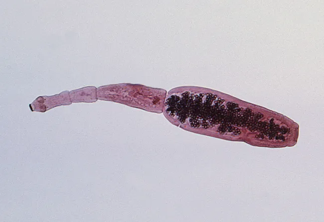 Echinococcus granulosus adult