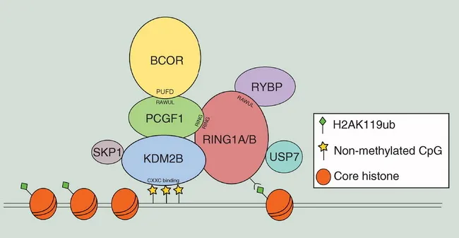 Clear Cell Sarcoma of Kidney : Role of BCOR