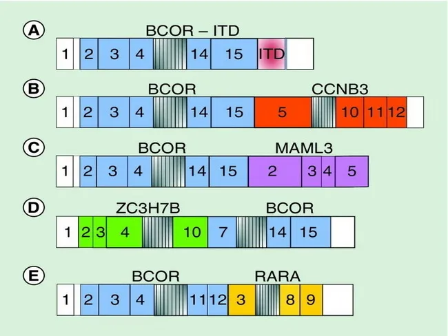 Molecular Alterations in BCOR