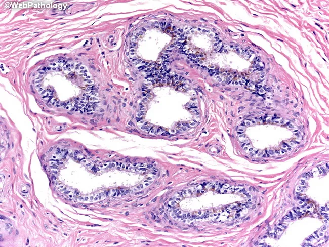 efferent ductules function