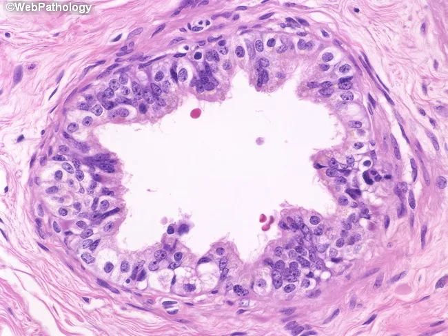 ductuli efferentes function
