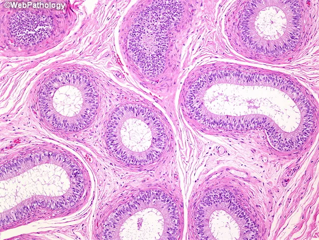 epididymis microscope slide