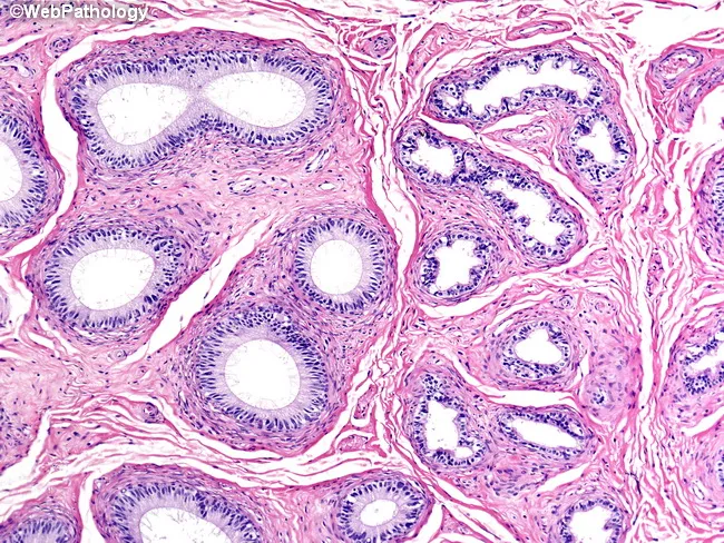 epididymis histology guide