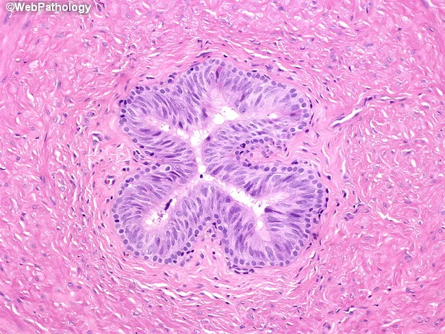 Vas Deferens Histology