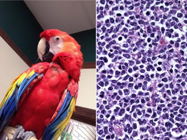 Chlamydia psittaci & Ocular Adnexal MALT Lymphoma