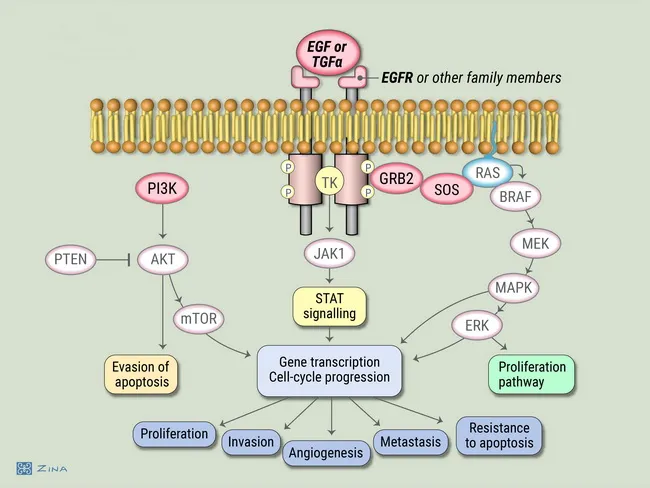 Hodgkin Lymphoma : JAK-STAT Pathway
