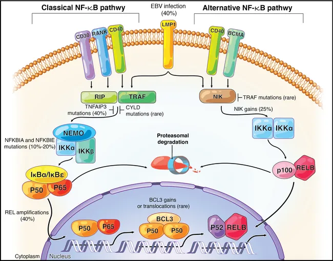 NF-KB Pathway