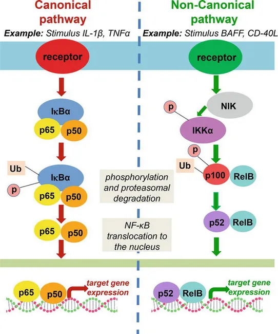PMLBCL : NF-KB Signaling Pathway
