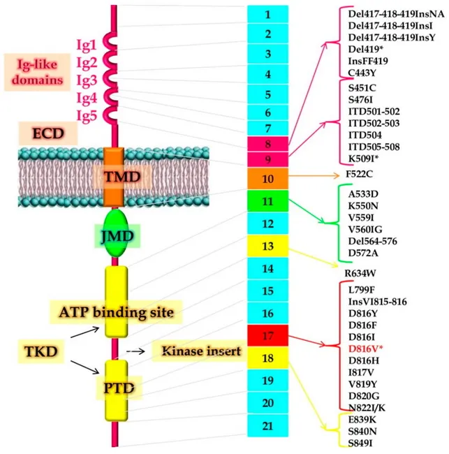Systemic Mastocytosis : KIT Mutations