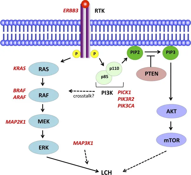LCH : Molecular Genetics