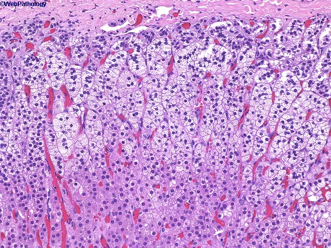 Histologia Da Zona Fasciculada Histología Del Sistema Endocrino