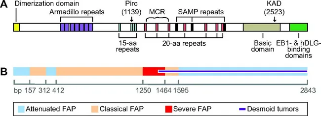 APC Gene in FAP